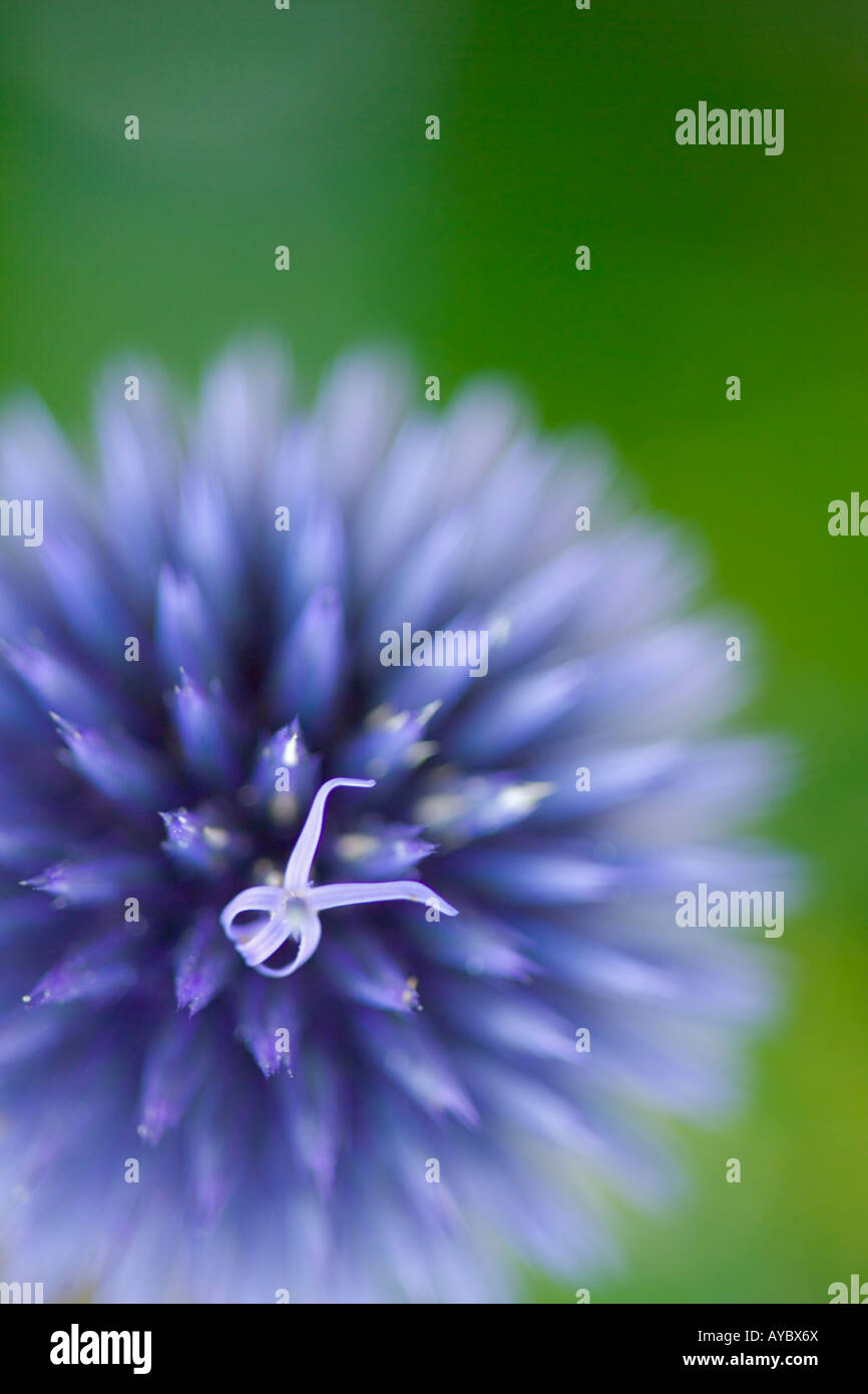 Spikey ball flower hi-res stock photography and images - Alamy