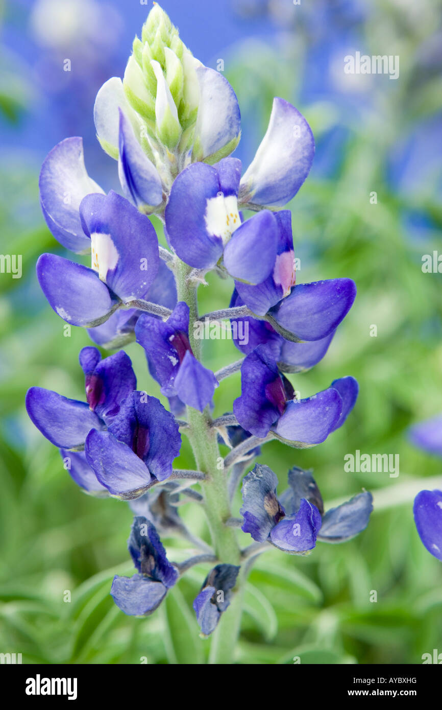 Bluebonnet Lupinus texensis Texas state flower Stock Photo - Alamy