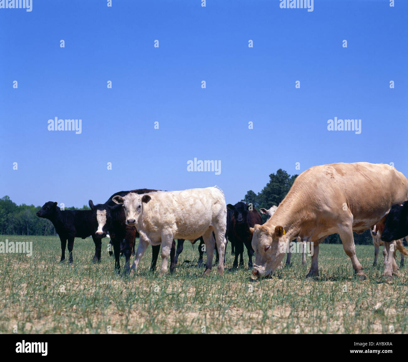 MIXED BREED COW CALF HERD Stock Photo - Alamy