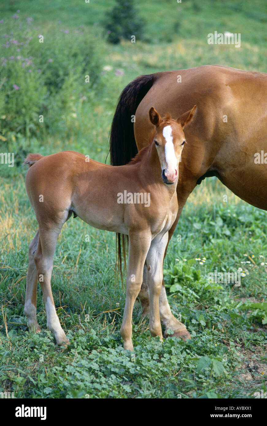 Mature horse mare hi-res stock photography and images - Alamy