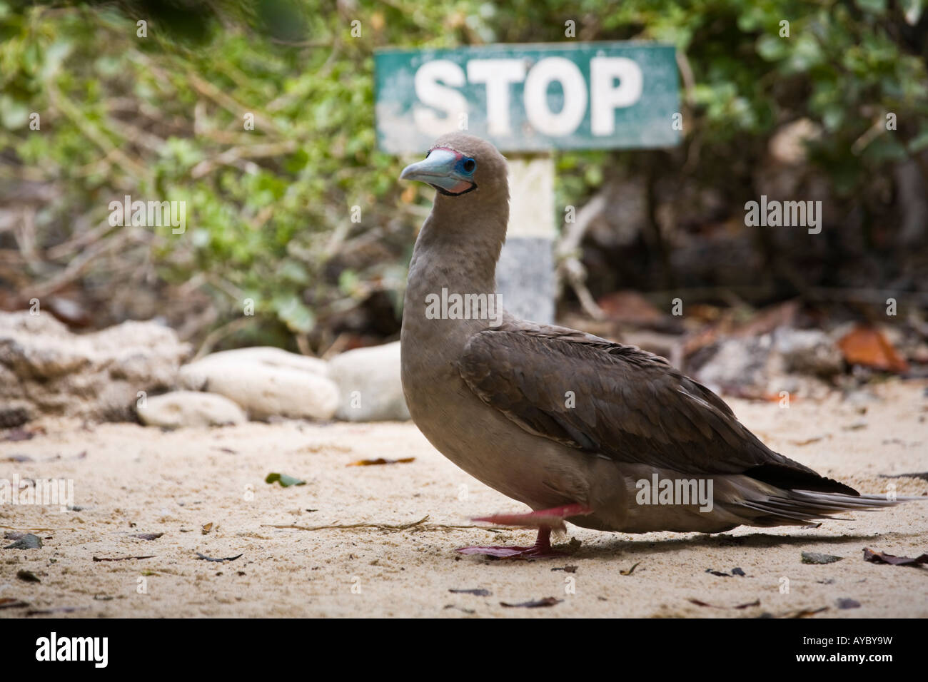 Bird on stop sign hi-res stock photography and images - Alamy