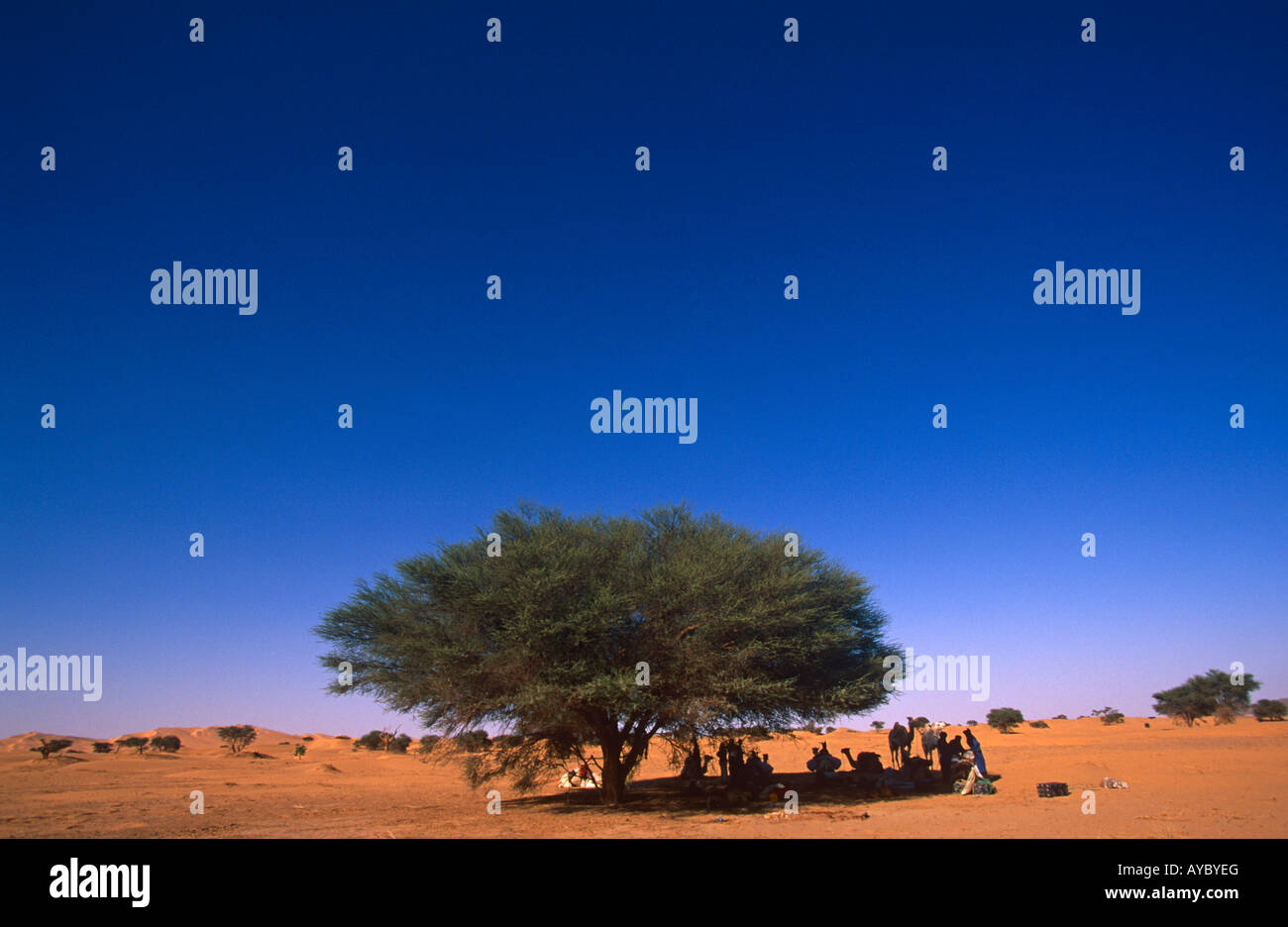 Tenere tree niger hi-res stock photography and images - Alamy