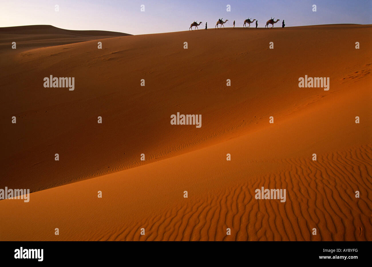 Niger, Tenere Desert. Camel Caravan travelling through the Air ...