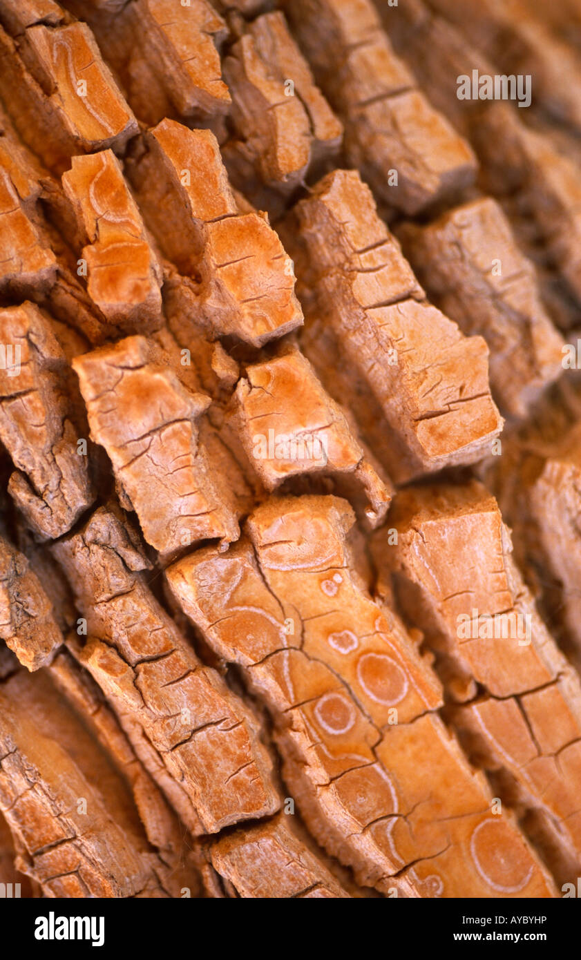 The ténéré tree hi-res stock photography and images - Alamy