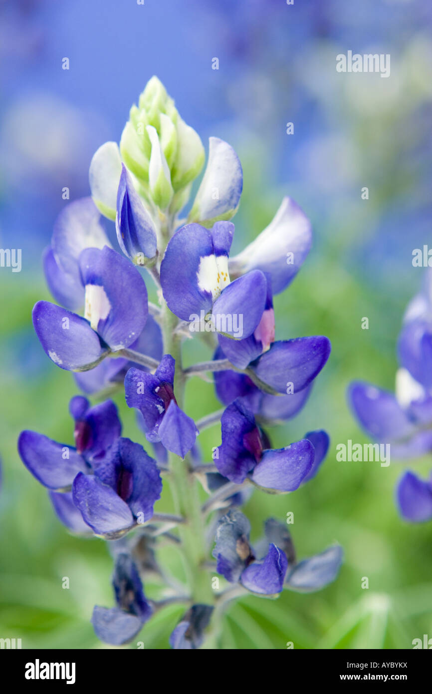 Bluebonnet Lupinus texensis Texas state flower Stock Photo - Alamy