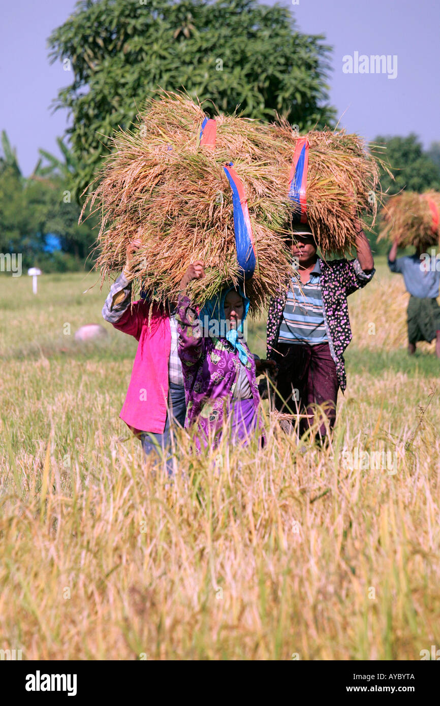 Burmese farm labourers carrying bales of hay, near Mandalay, Burma ...