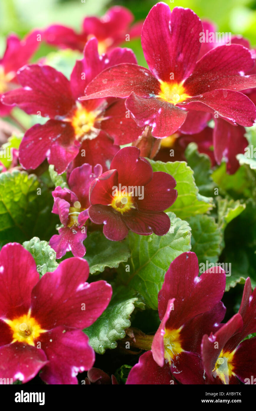 Primula old port hi-res stock photography and images - Alamy