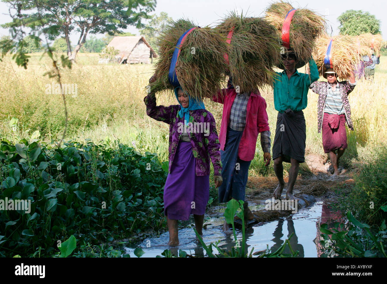 Burmese farm labourers carrying bales of hay, near Mandalay, Burma ...