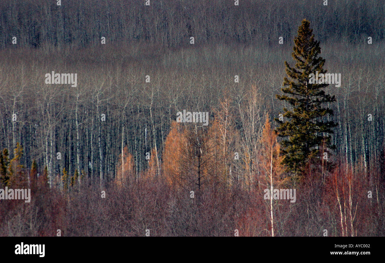 Dense forest in scenic Northern Saskatchewan Canada Stock Photo - Alamy