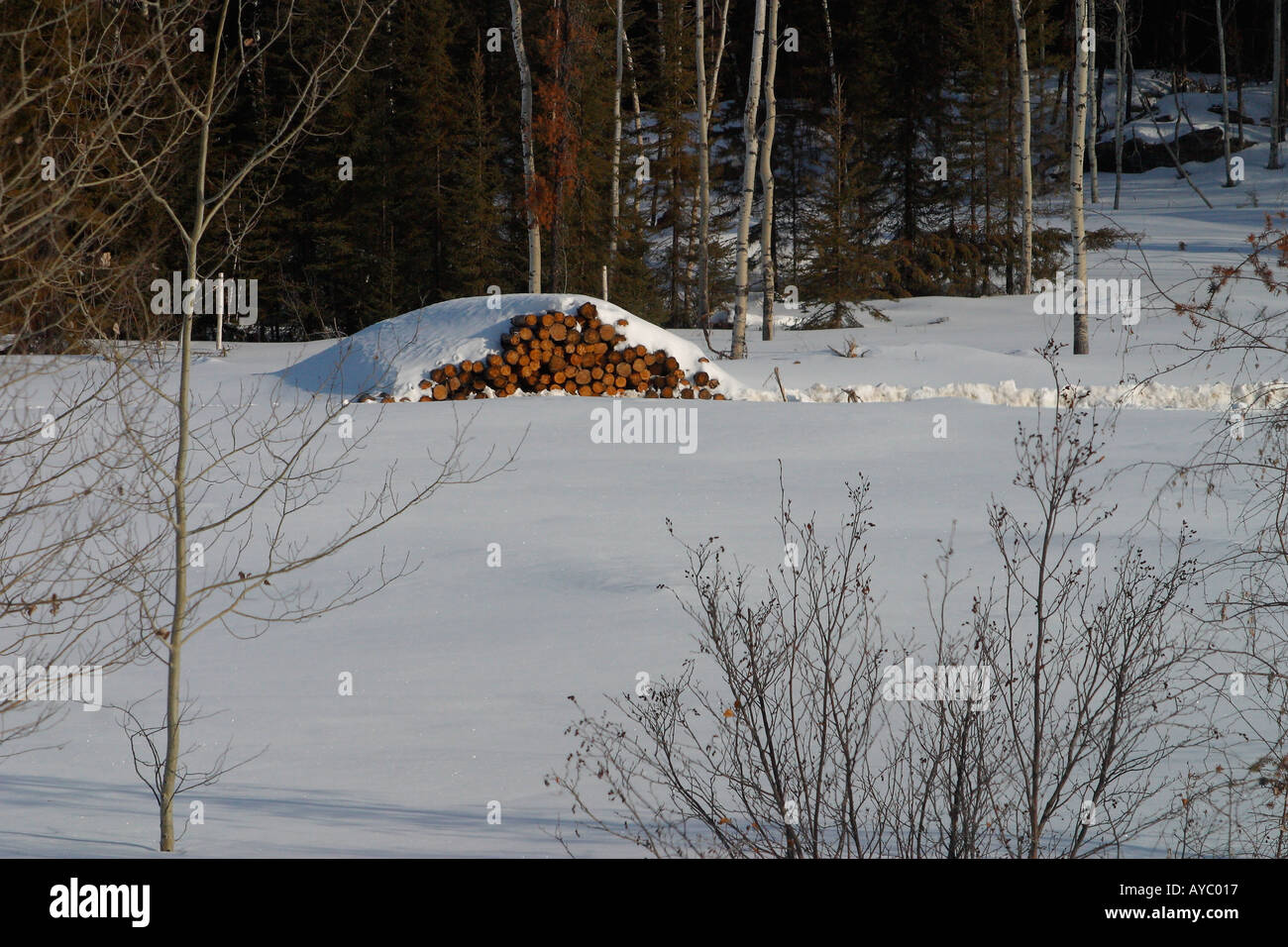 Logging camp canada hi-res stock photography and images - Alamy