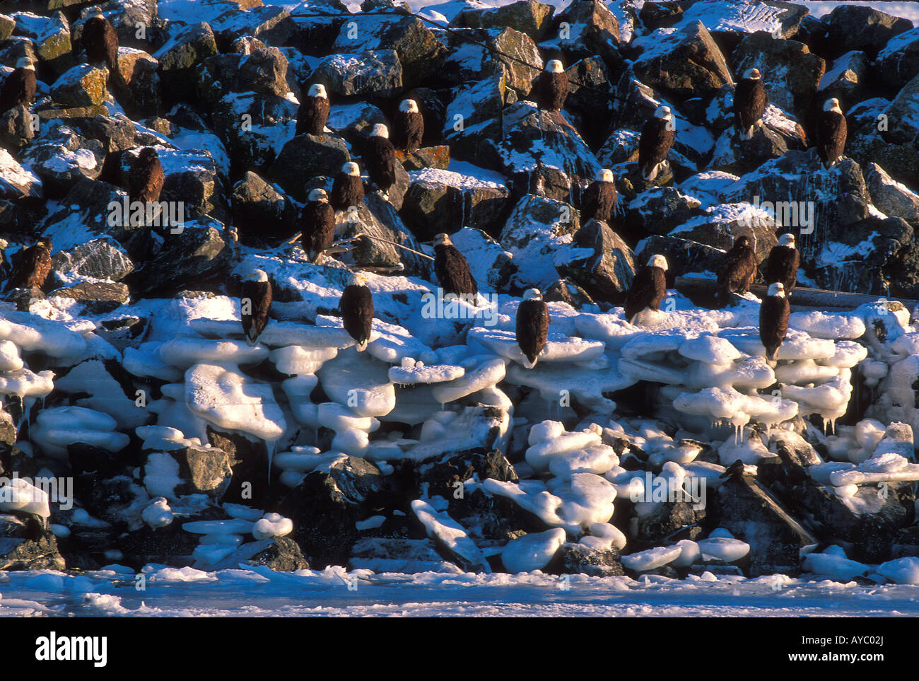 USA, Alaska, Homer. Bald eagles congregate on the breakwater for the ...