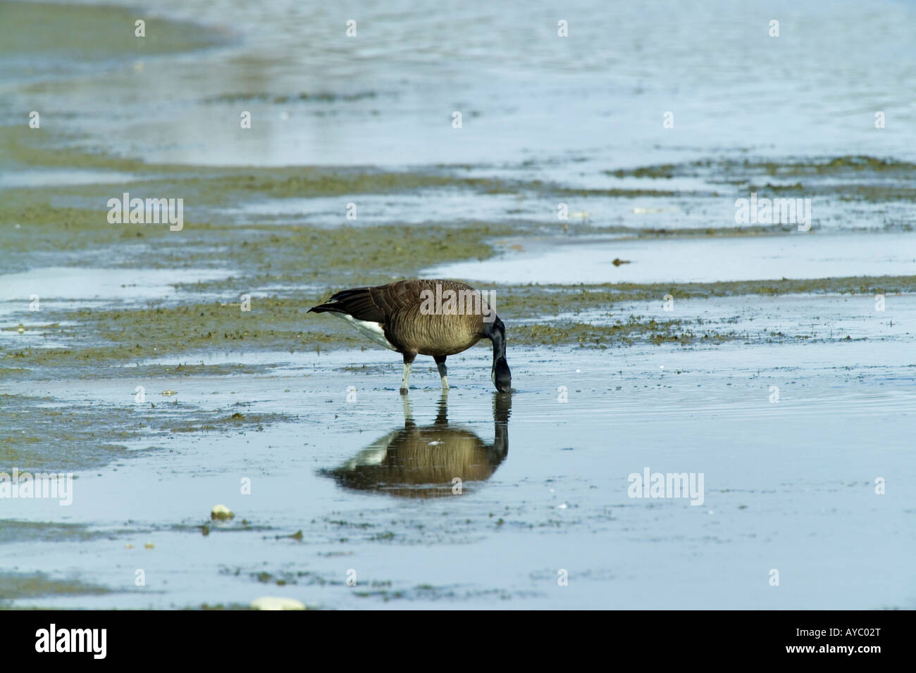 USA, Alaska. Dusky Canada Geese nest only on the Copper River Delta ...