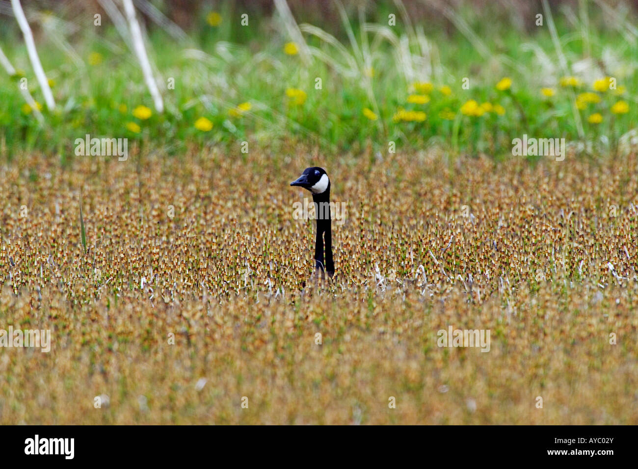 USA, Alaska. Dusky Canada Geese nest only on the Copper River Delta ...