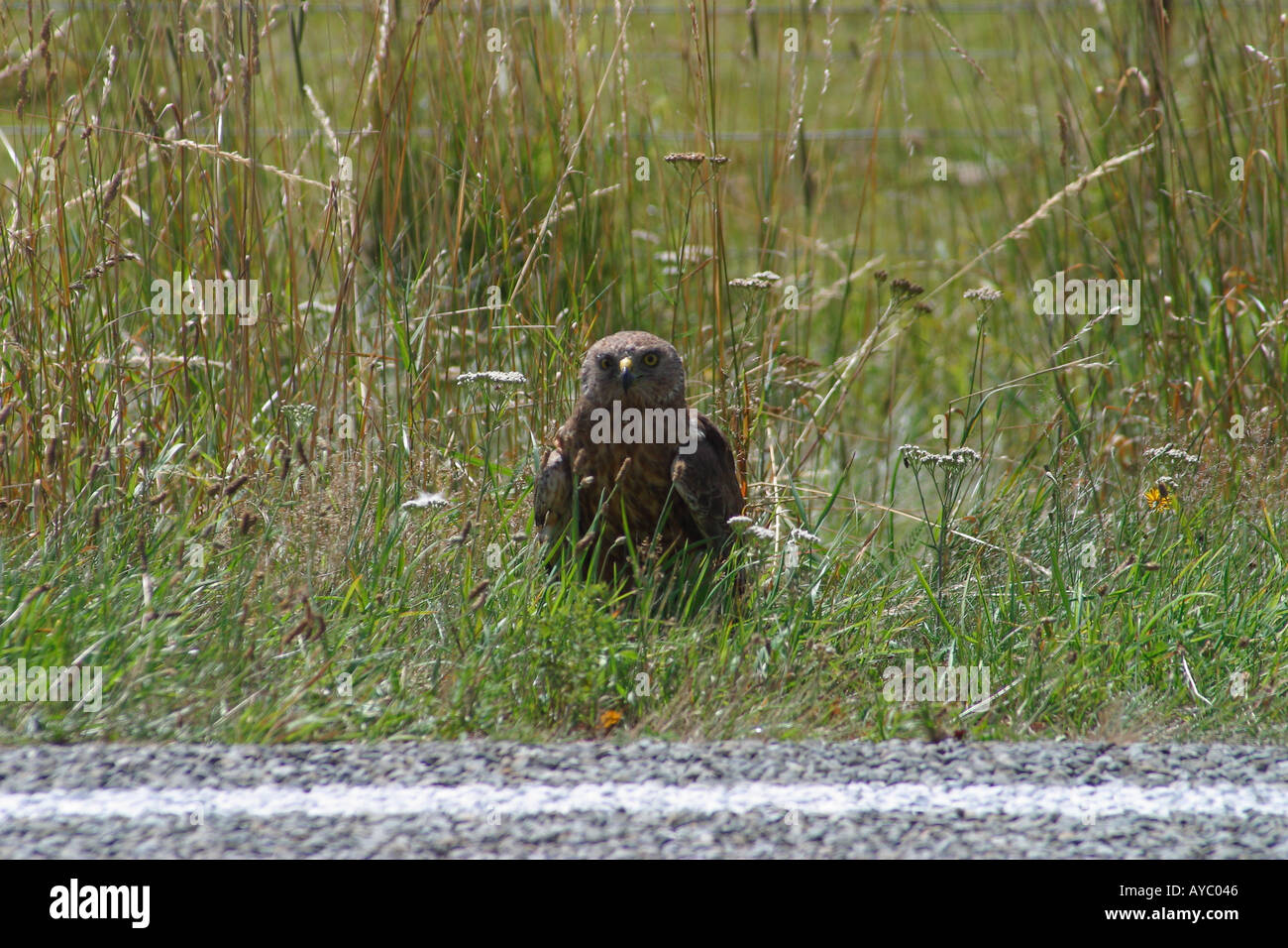 Swamp Harrier in grass at side of highway in scenic New Zealand Stock ...