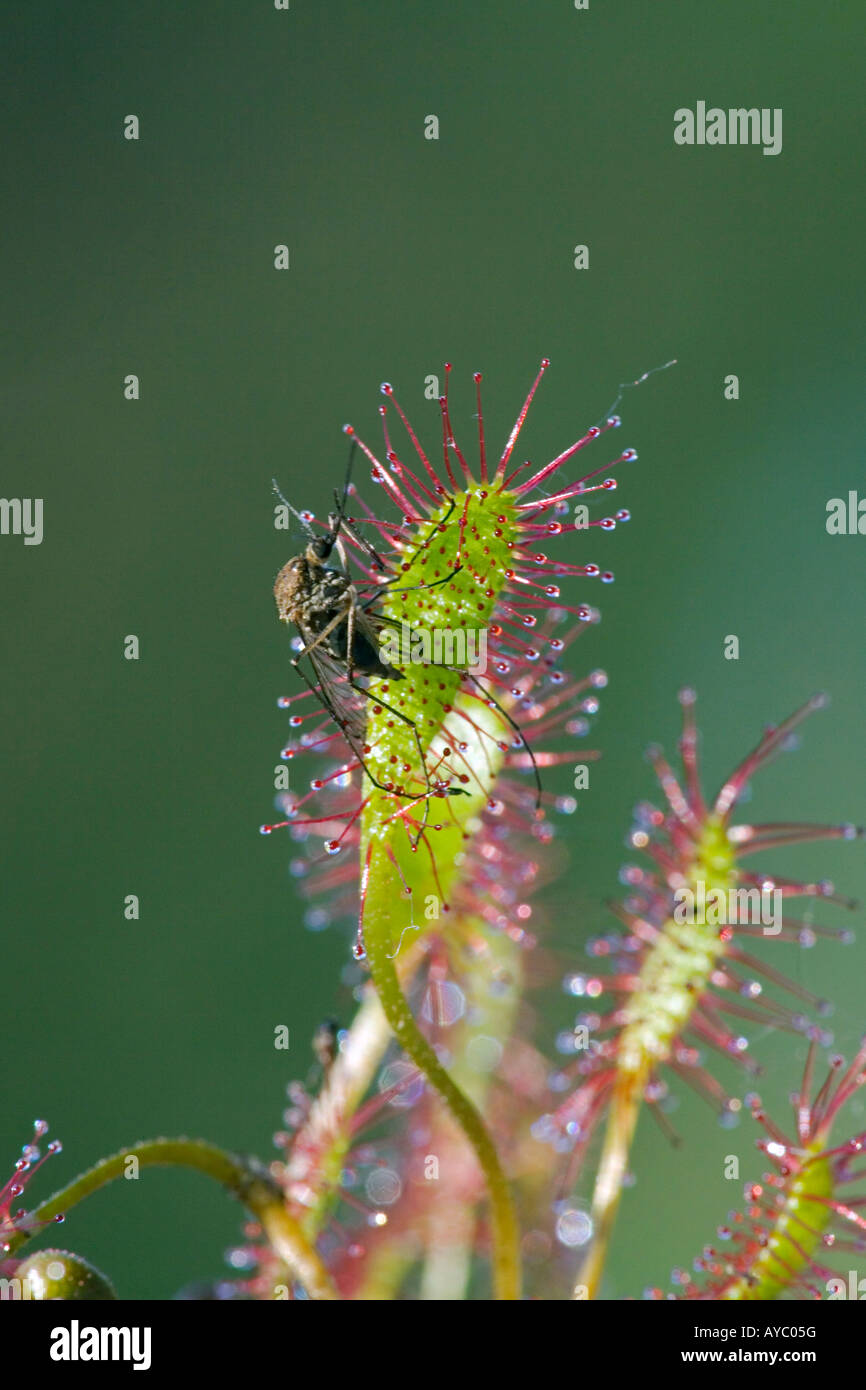 USA, Alaska. A Long-Leaved Sundew is a plant which grows in bogs and is ...