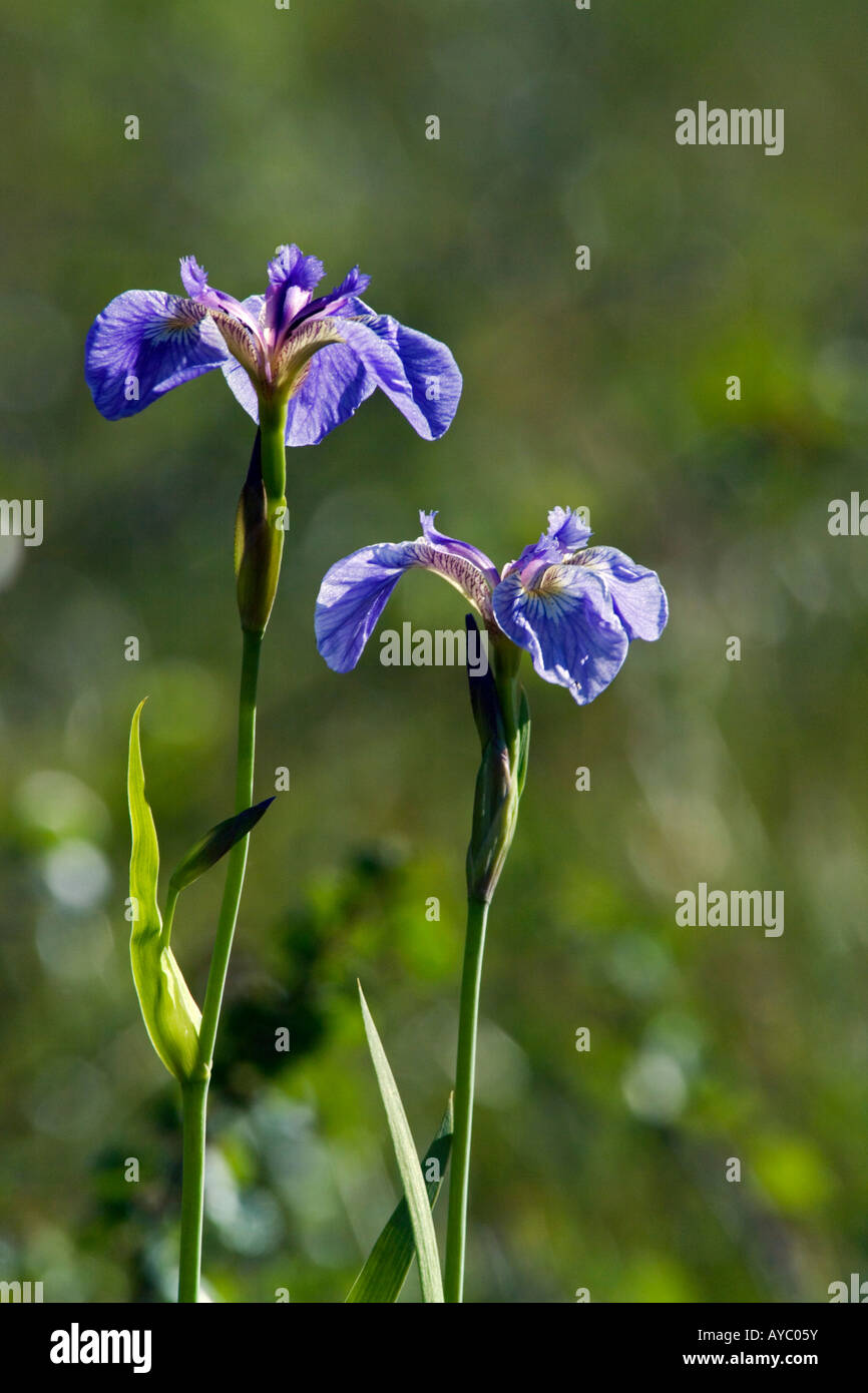 USA, Alaska. Wild Iris grow around the edges of ponds and lakes in the ...