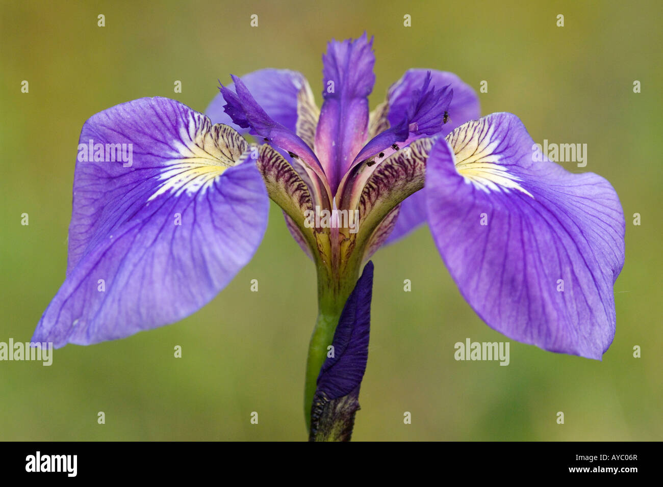 USA, Alaska. Wild Iris grow around the edges of ponds and lakes in the ...