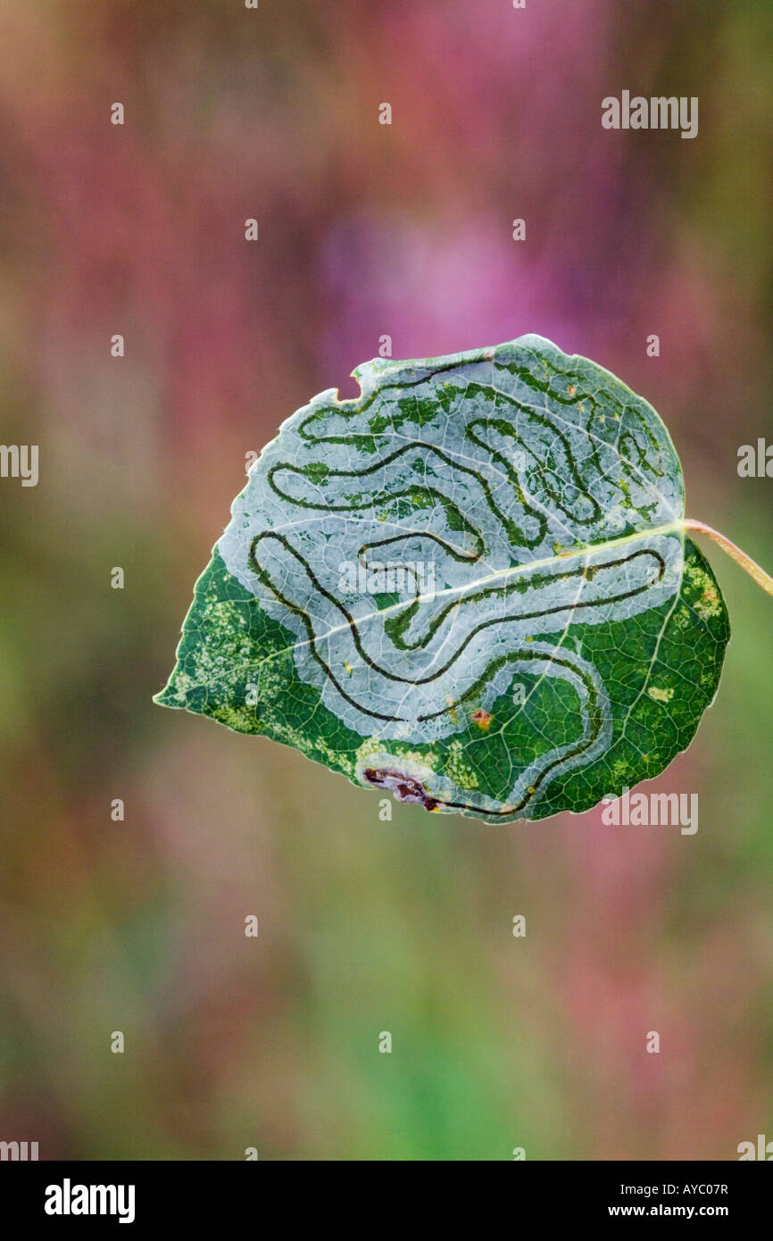 Phyllocnitis populiella hi-res stock photography and images - Alamy