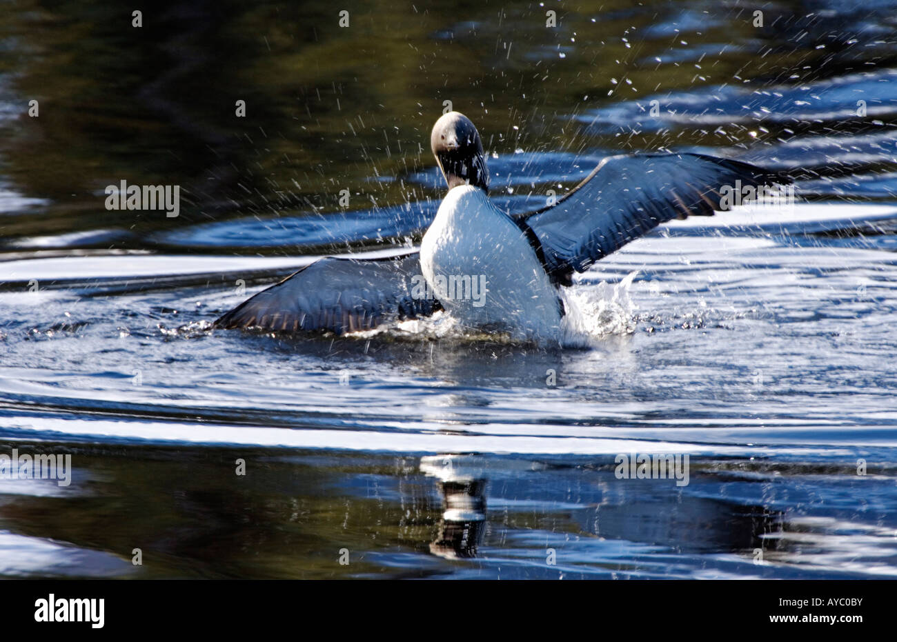 USA, Alaska. Pacific Loon (Gavia pacifica) in a breeding display on a ...