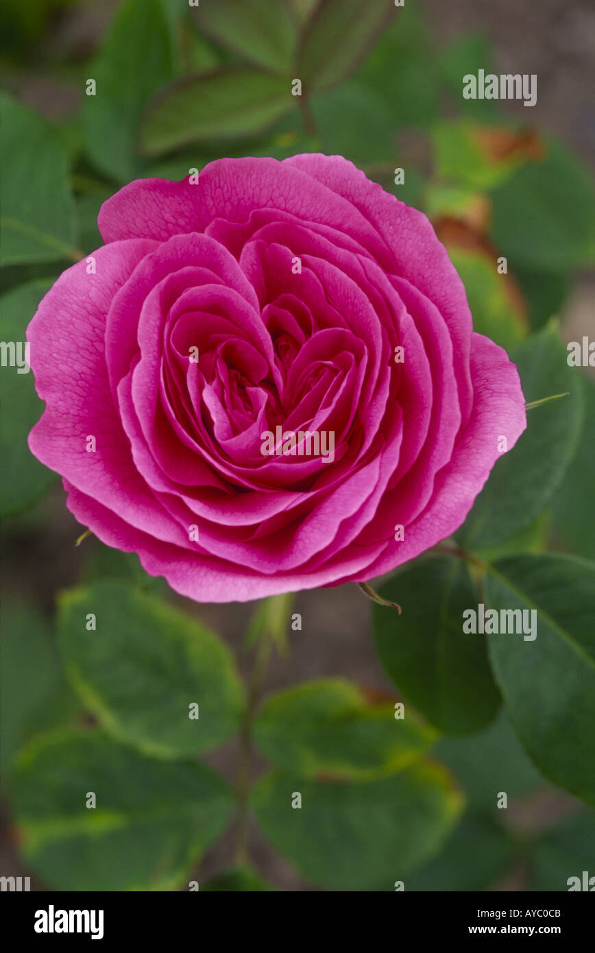 Gertrude jekyll border hi-res stock photography and images - Alamy