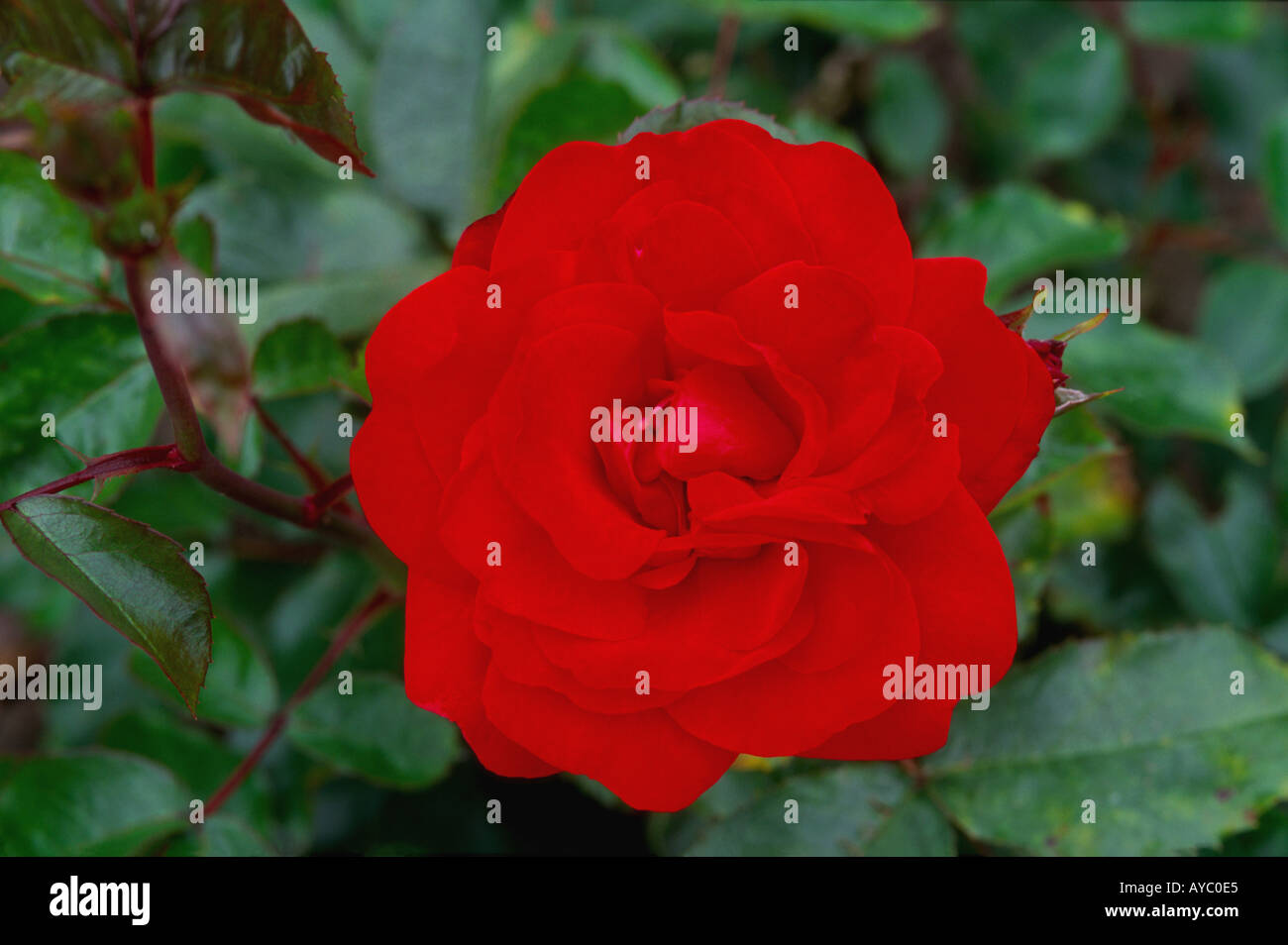 Rose TRUMPETER MACTRU Stock Photo - Alamy