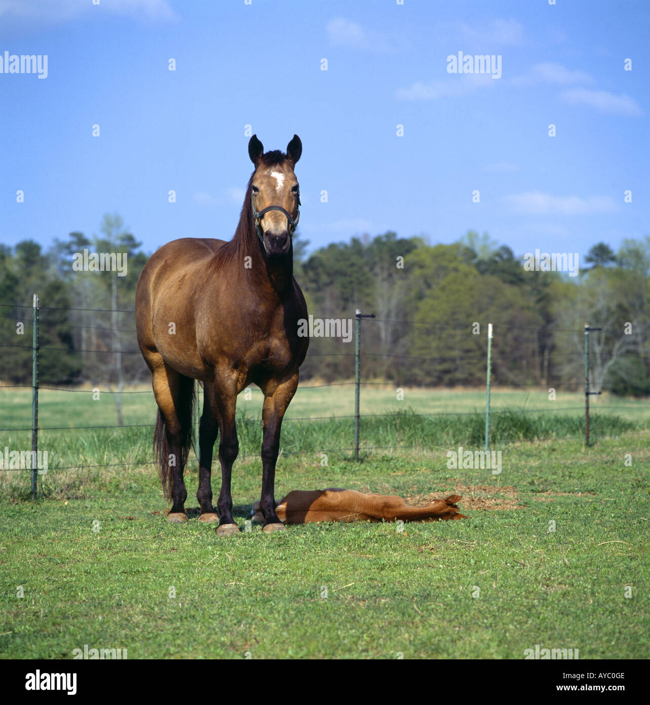 QUARTER HORSE MARE STANDING BY RESTING TWO DAY OLD COLT GEORGIA Stock ...