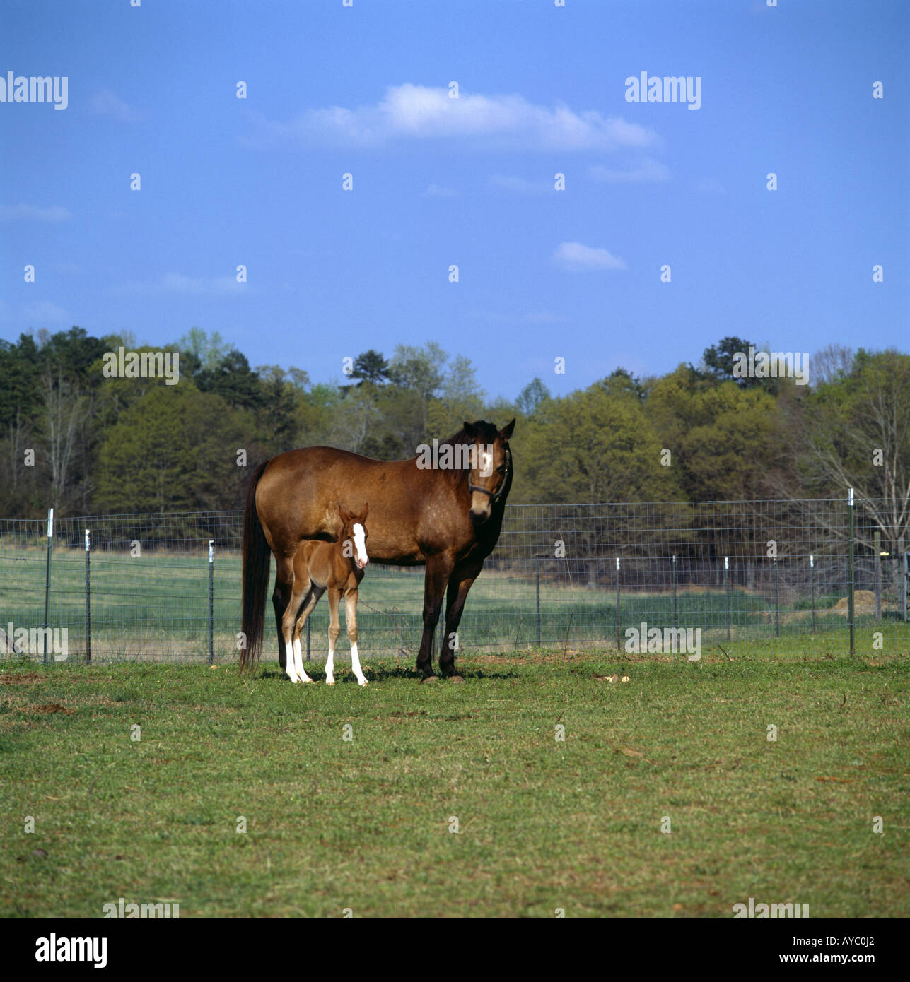 TWO DAY OLD COLT STANDING BESIDE QUARTER HORSE MARE GEORGIA Stock Photo ...
