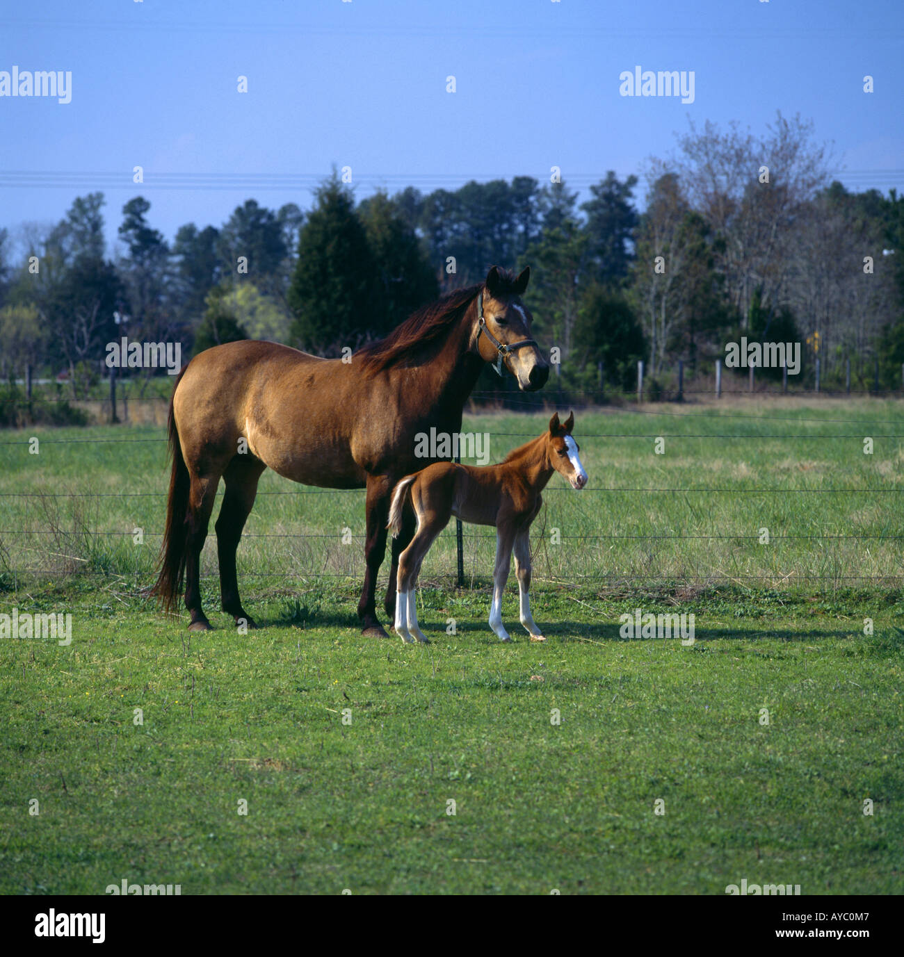 TWO DAY OLD COLT STANDING BESIDE QUARTER HORSE MARE GEORGIA Stock Photo ...