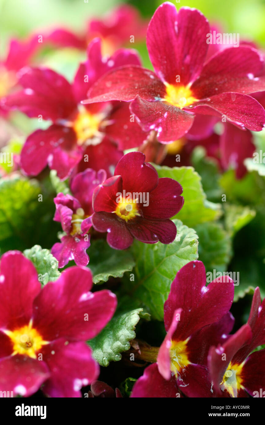 Primula old port hi-res stock photography and images - Alamy