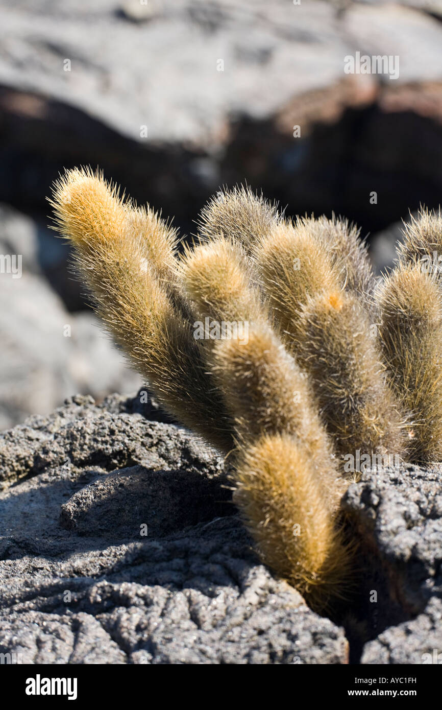 Lava cactus hi-res stock photography and images - Alamy