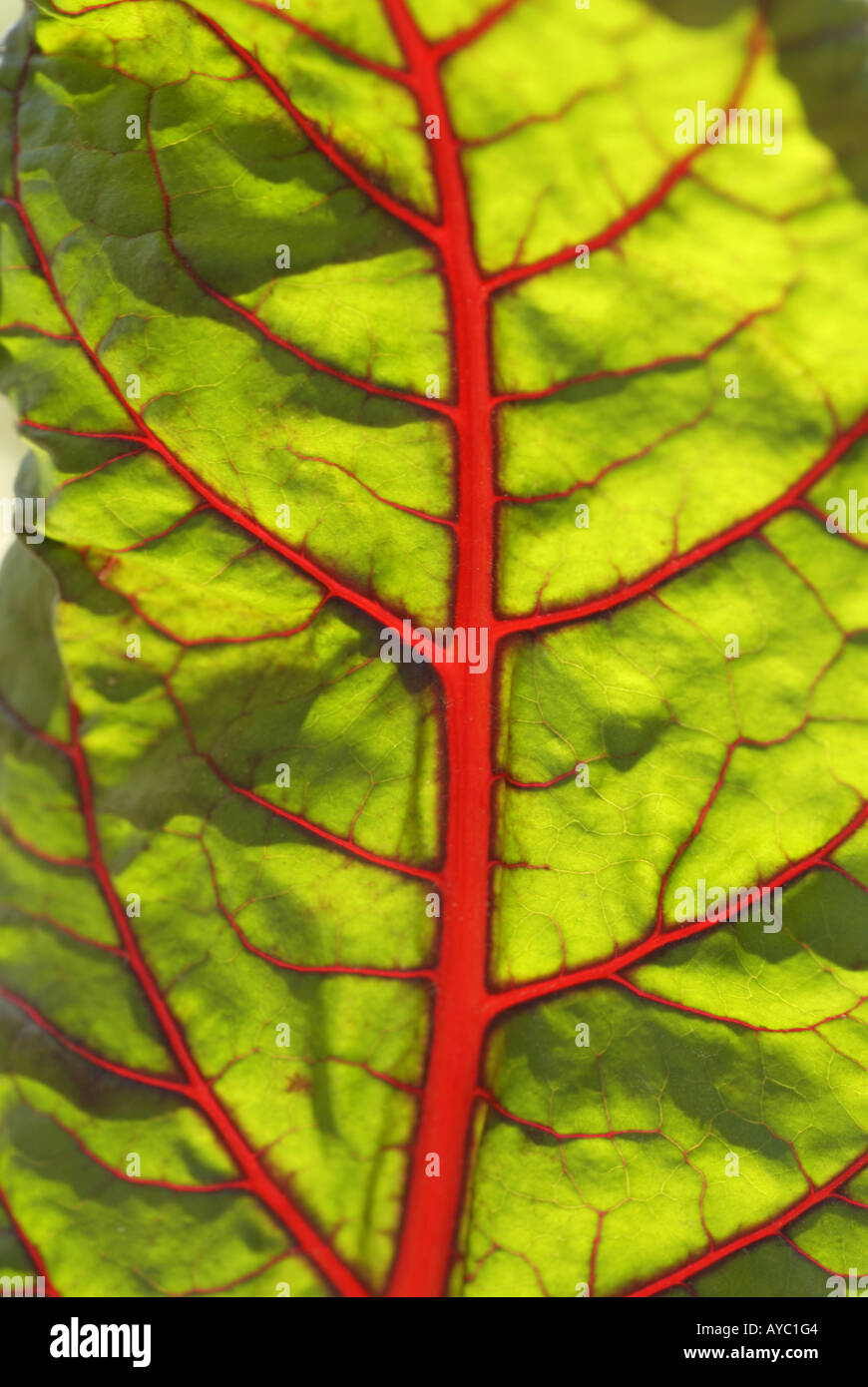 Swiss chard leaf red veins hi-res stock photography and images - Alamy