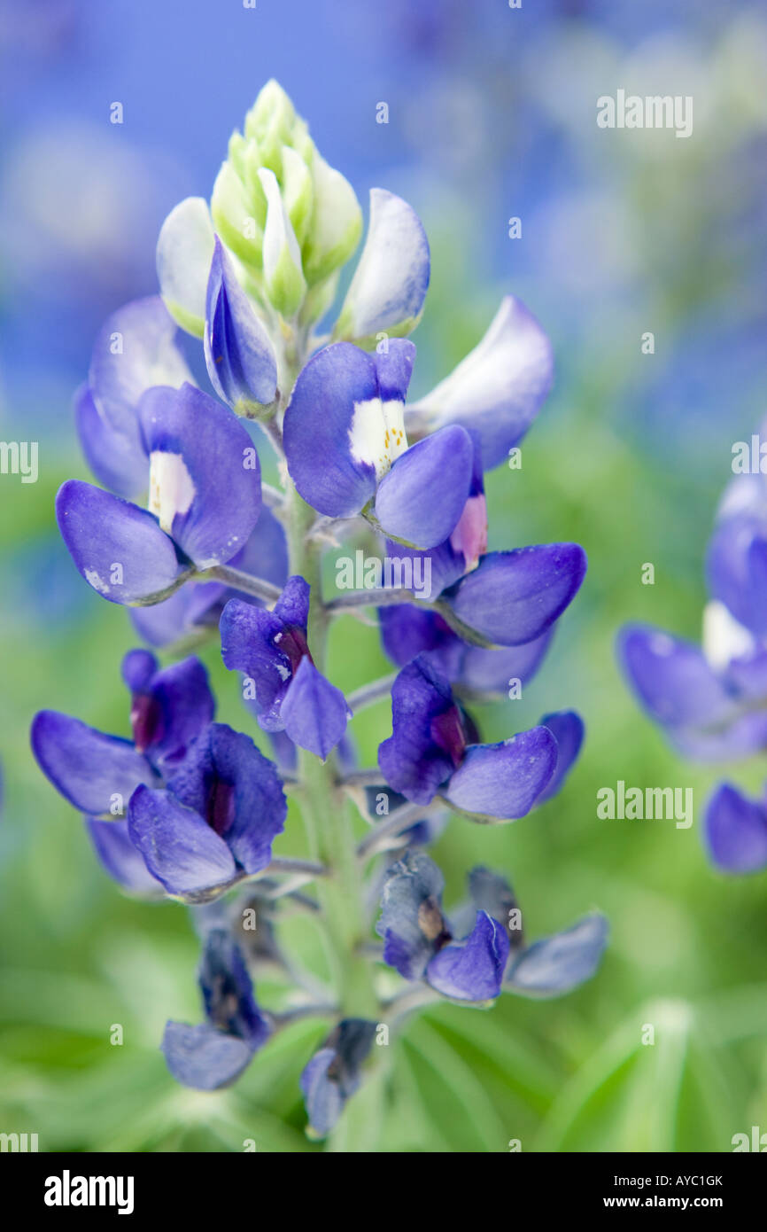 Bluebonnet Lupinus texensis Texas state flower Stock Photo - Alamy