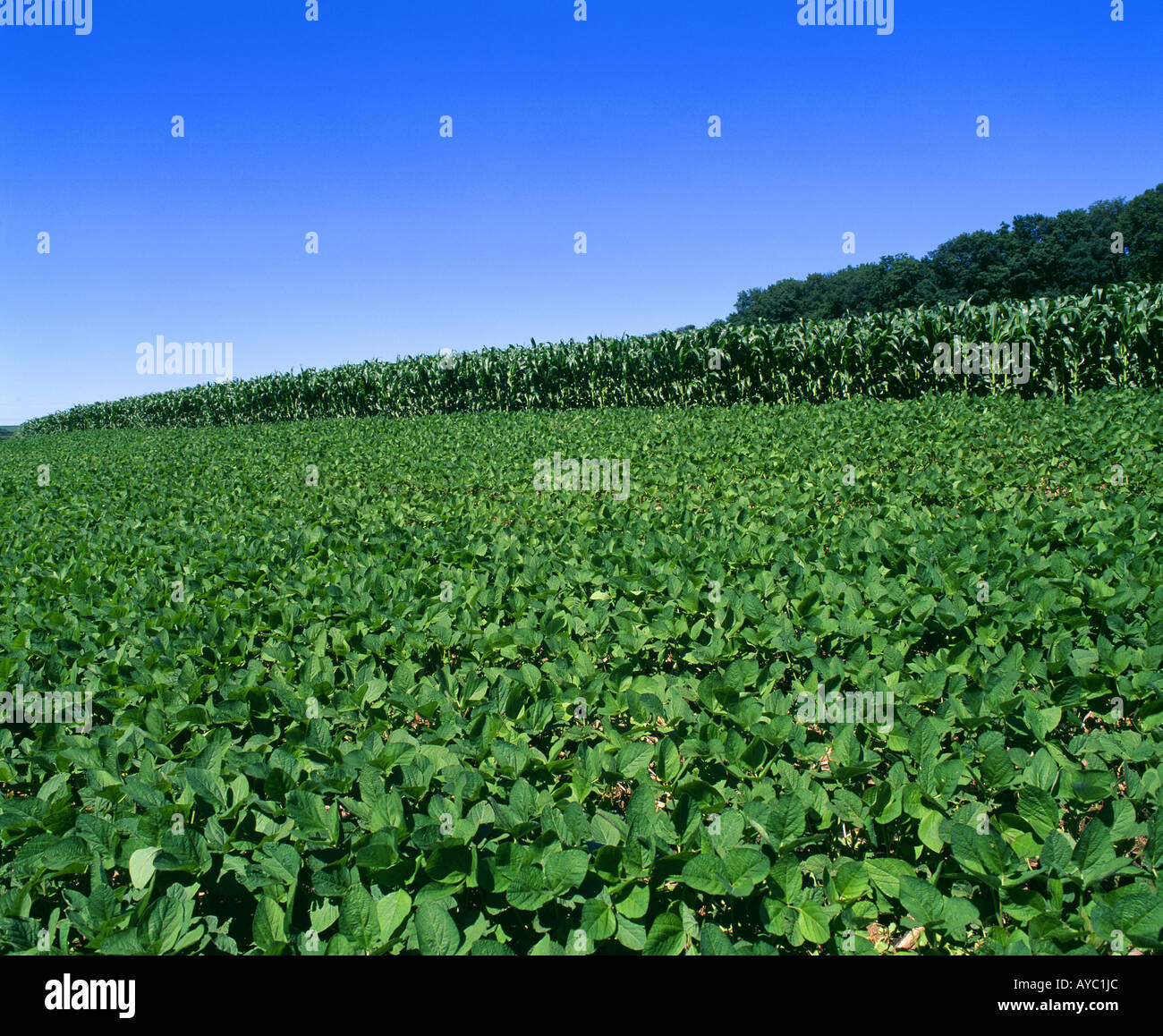 ROUND UP READY SOYBEANS AND ROUND UP READY CORN PLANTED SIDE BY SIDE IN ...