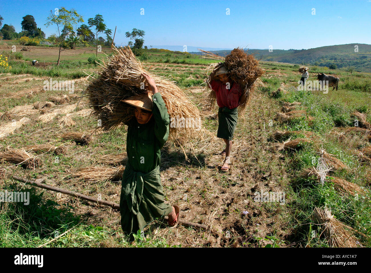 Burmese farmers harvesting corn in the fields near Maymyo, (Pyin U Lwin ...
