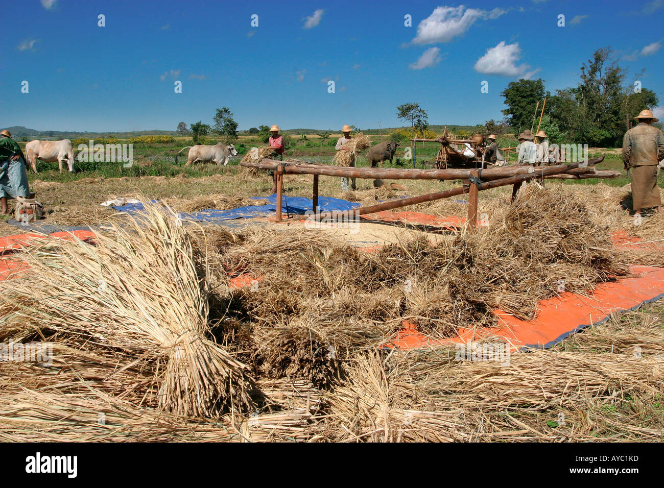 Farmers threshing corn hi-res stock photography and images - Alamy