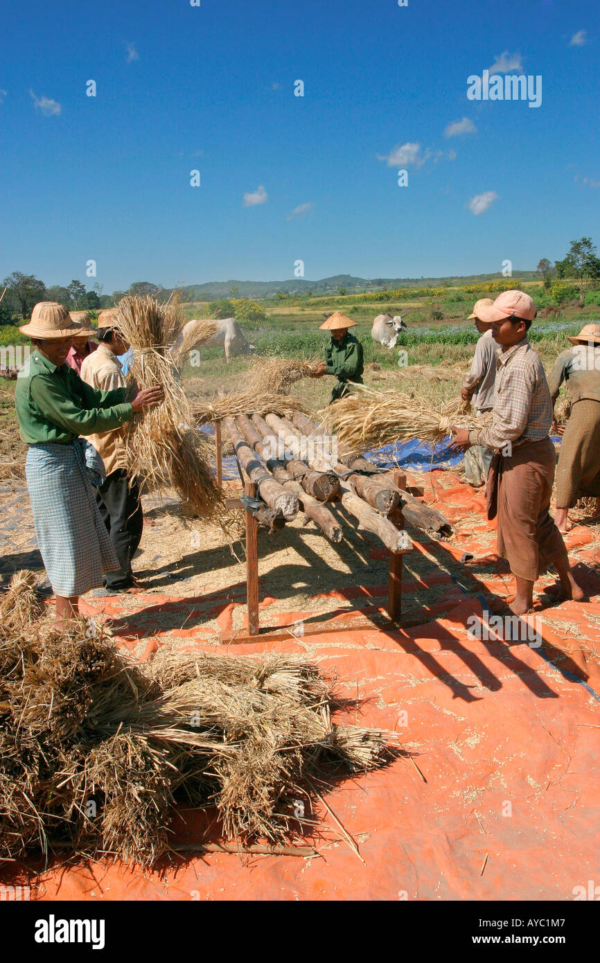 Farmers threshing corn hi-res stock photography and images - Alamy