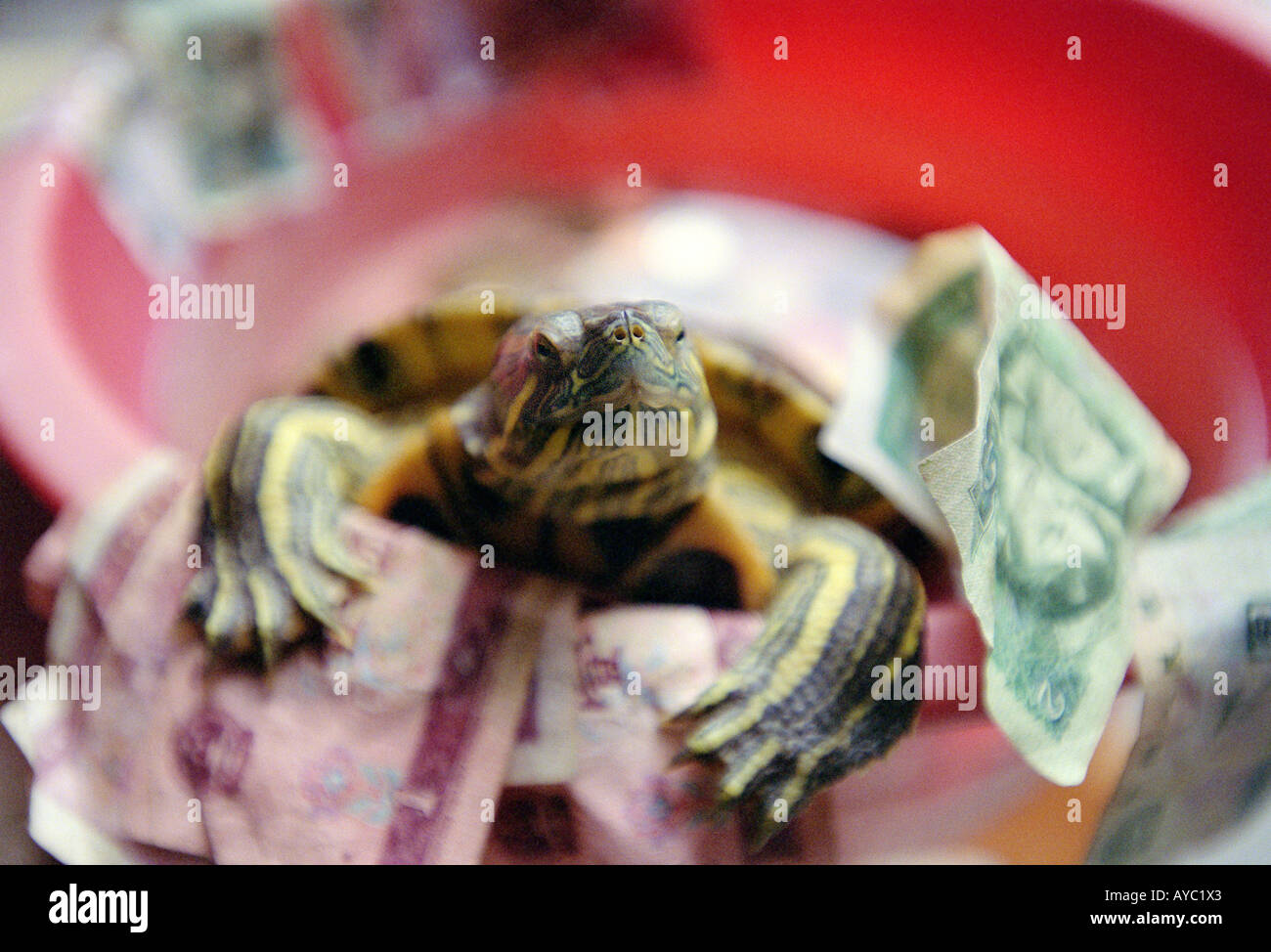 Turtle for good luck hi-res stock photography and images - Alamy