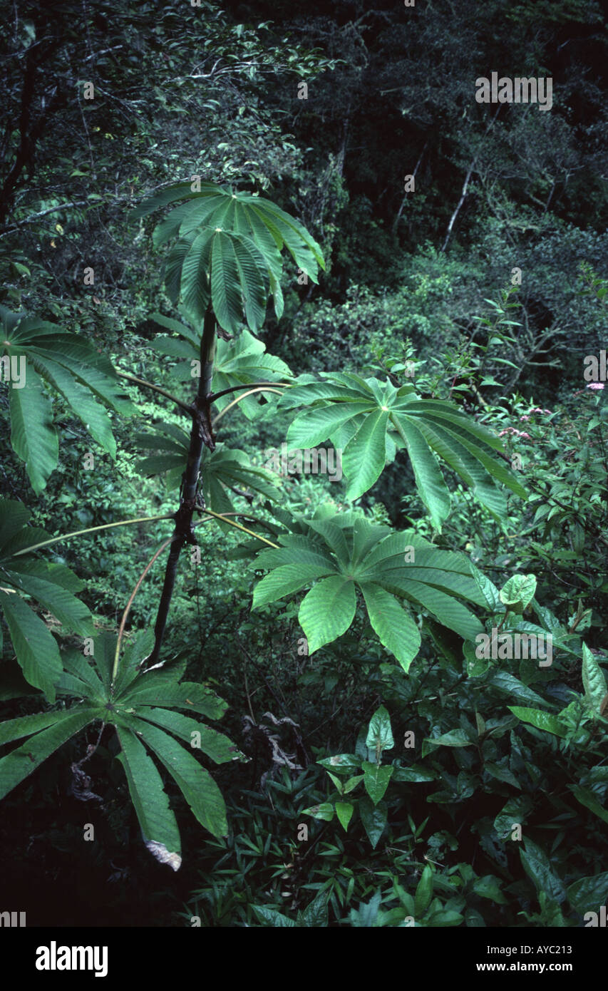 Understory foliage in rainforest on Inca Trail Urubamba Valley near ...