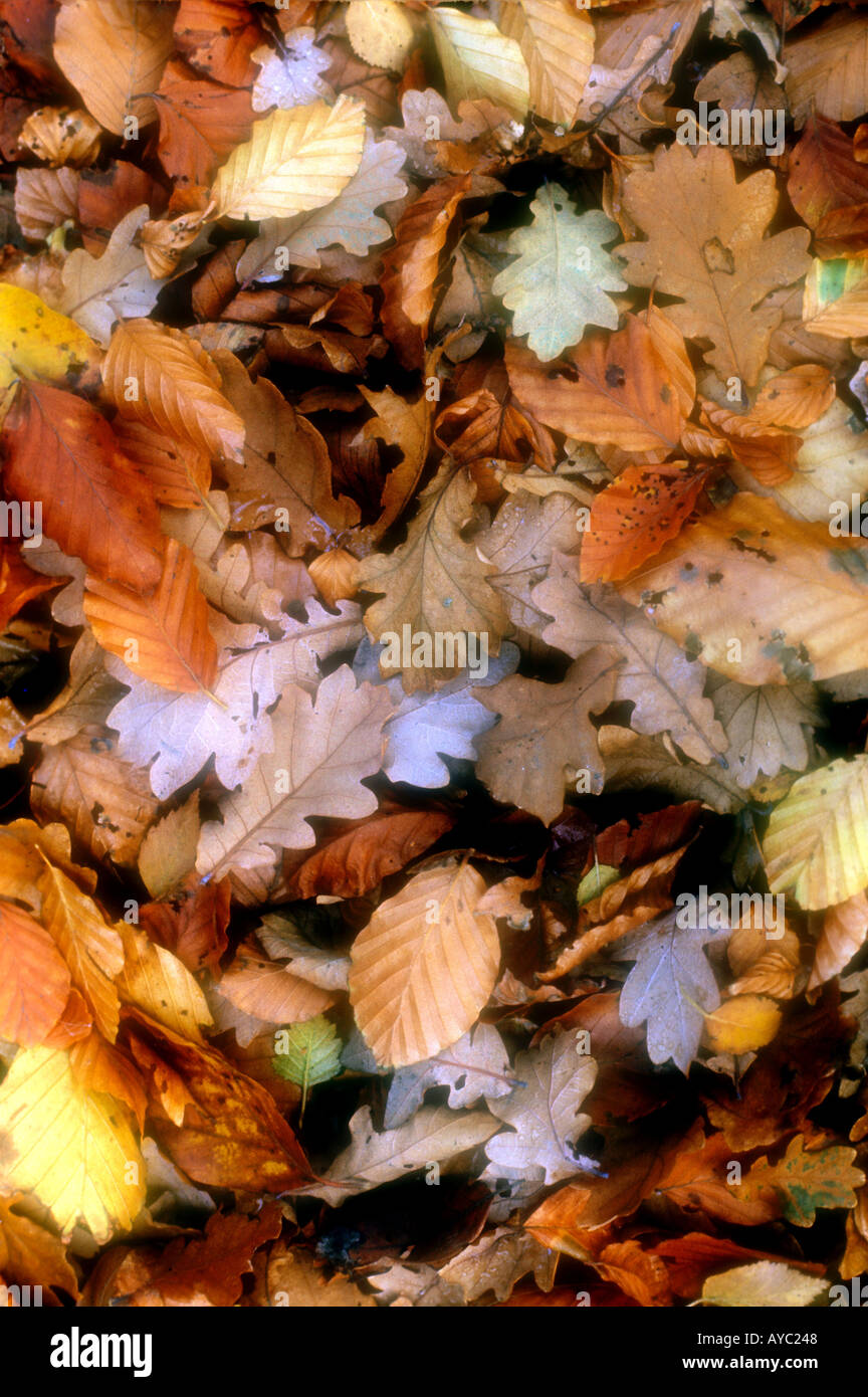 Autumnal leaves UK Stock Photo - Alamy