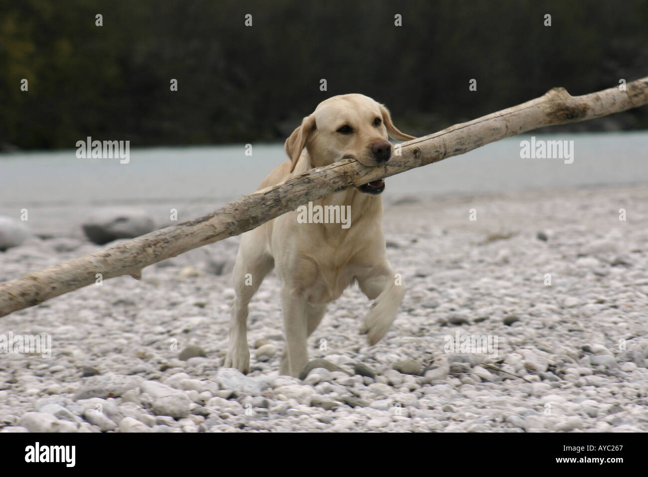 labrador retriever carries a large bare wooden stick Stock Photo - Alamy