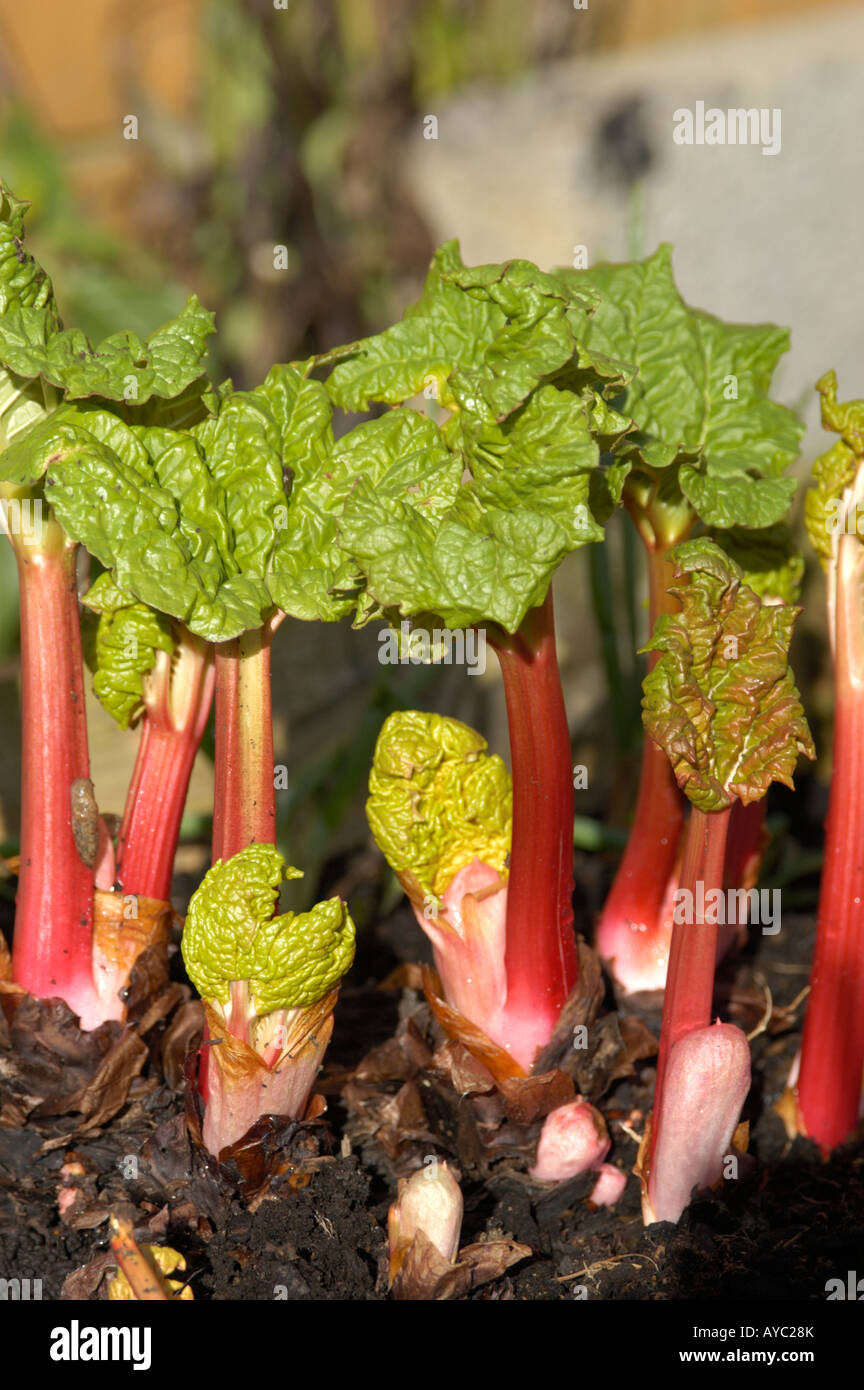 Rhubarb (rheum rhabarbarum) Growing Stock Photo - Alamy