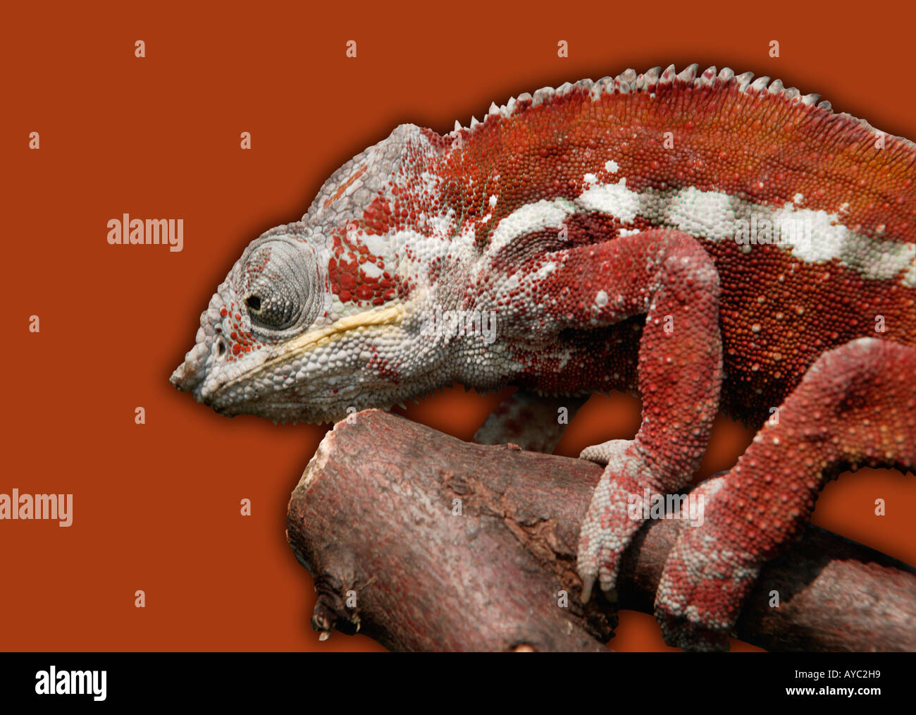 RED CHAMELEON ON RED BACKGROUND Stock Photo - Alamy