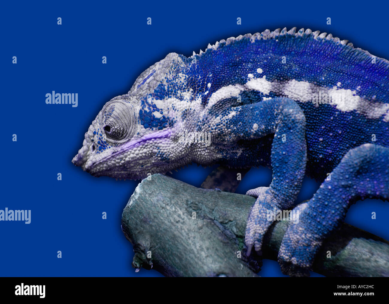 Blue chameleon hi-res stock photography and images - Alamy
