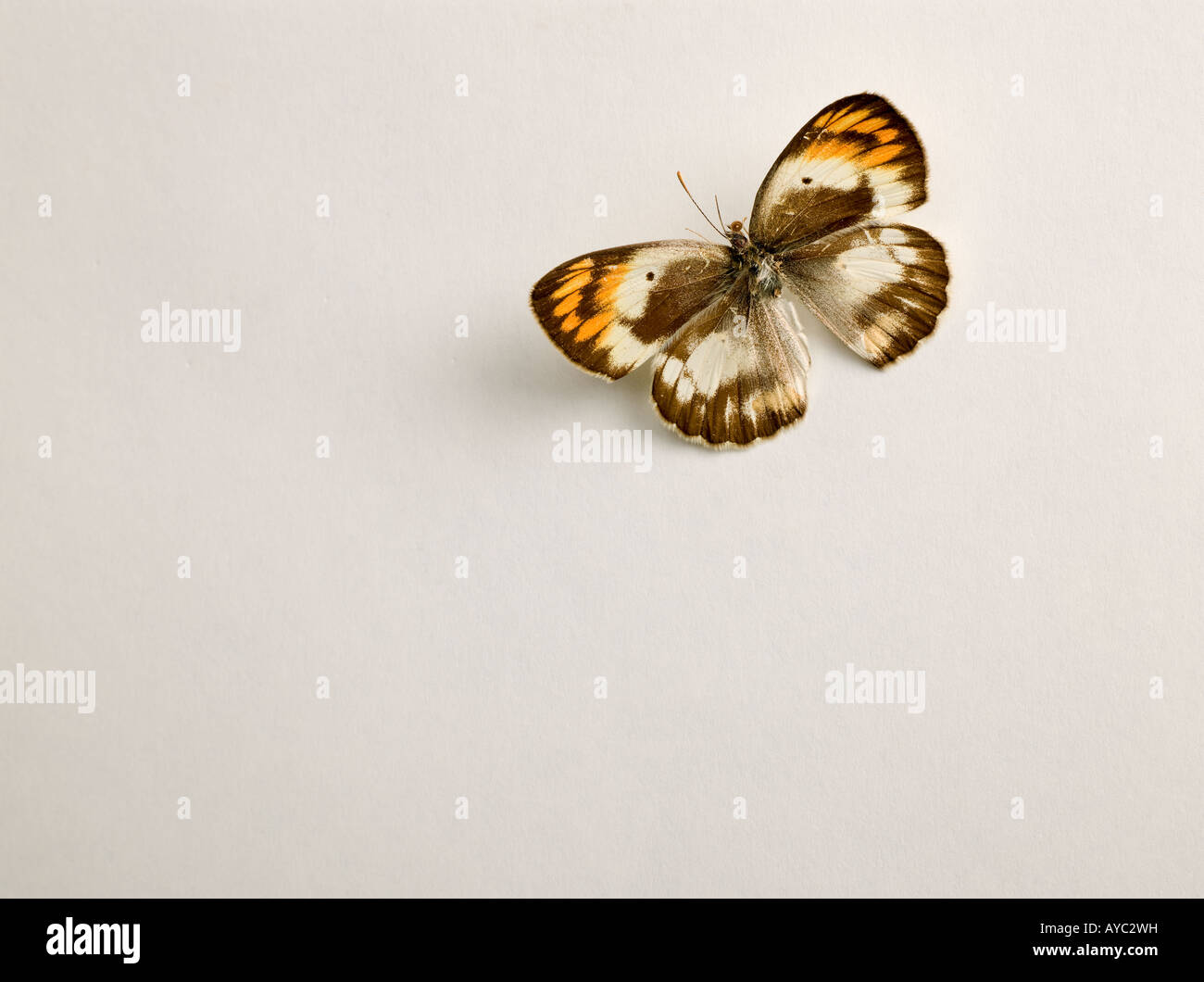 Dancing butterfly hi-res stock photography and images - Alamy