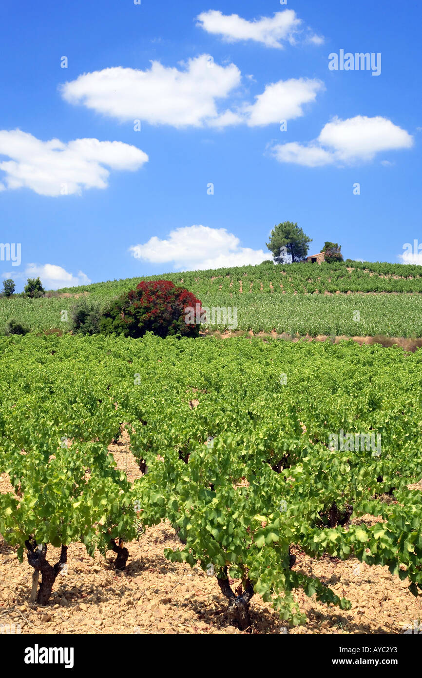 Saint chinian hi-res stock photography and images - Alamy