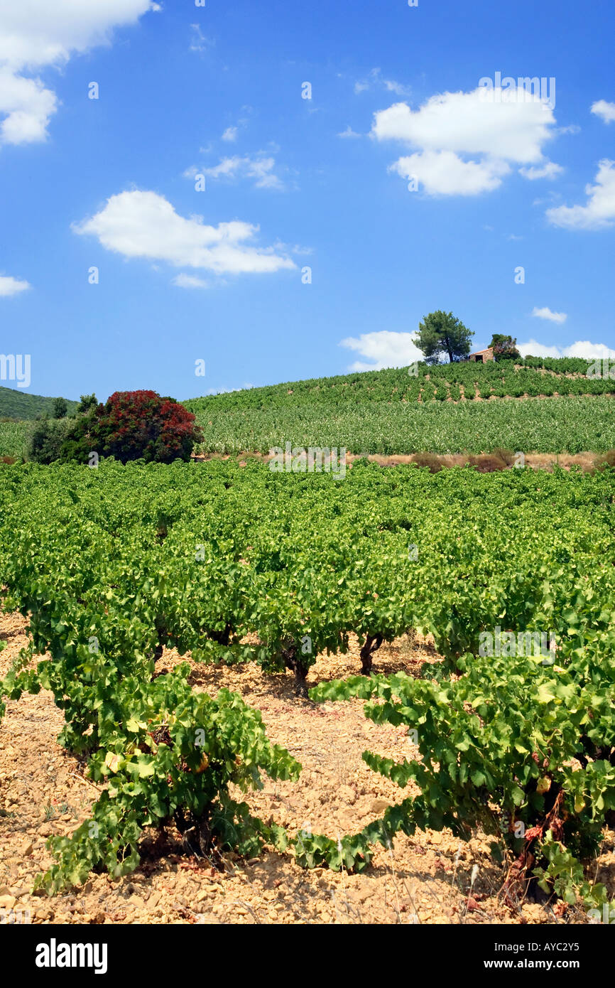 Saint chinian hi-res stock photography and images - Alamy