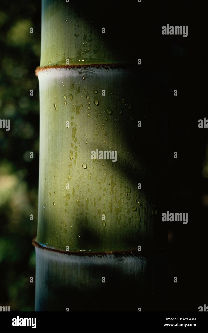 Stem of Bamboo Plant Stock Photo - Alamy