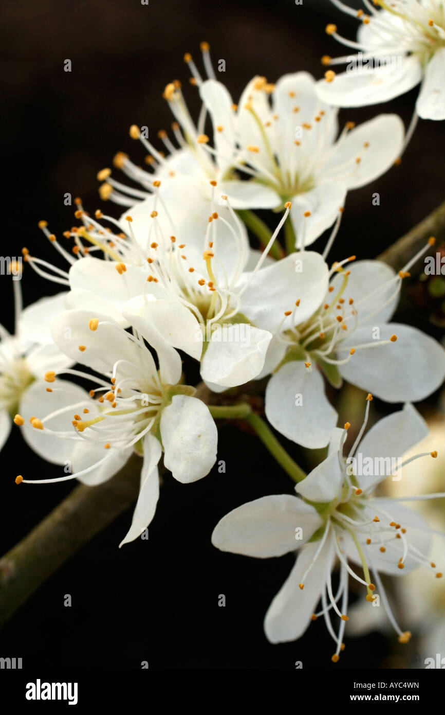 Damson ‘shropshire prune’ hi-res stock photography and images - Alamy