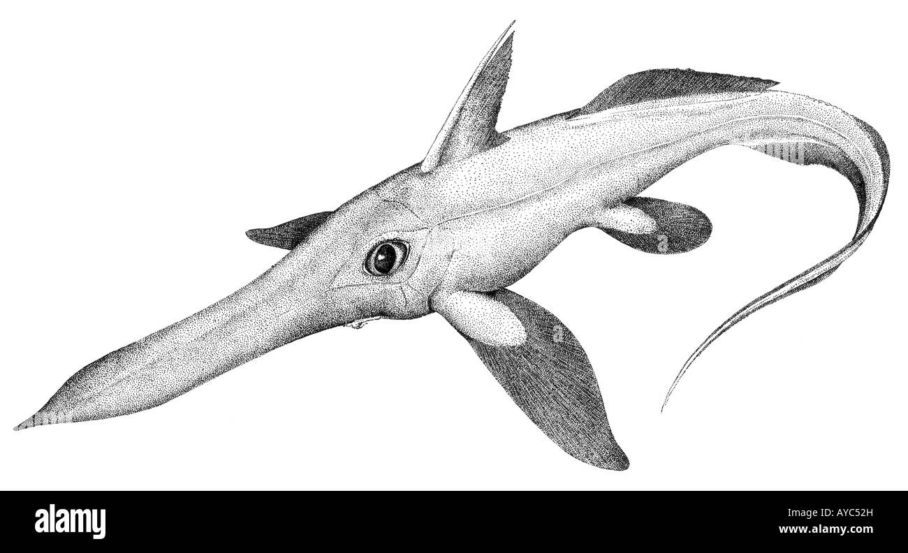 Spearnose Chimaera (Rhinochimaera atlantica), drawing Stock Photo - Alamy