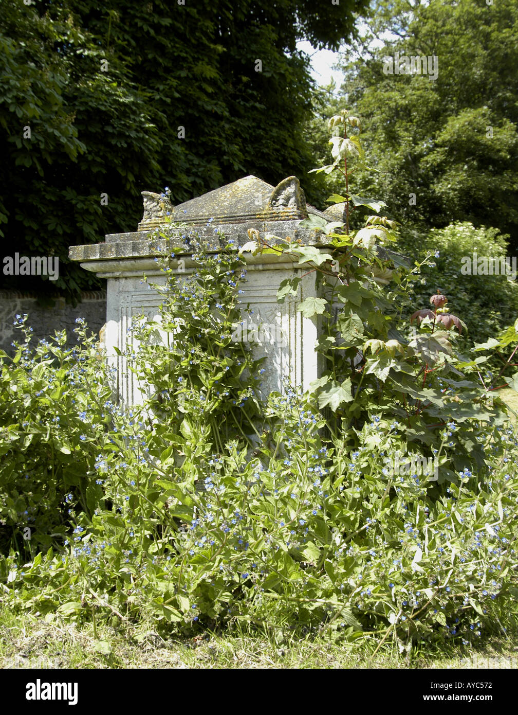 Overgrown tomb in West Malling church graveyard Stock Photo - Alamy